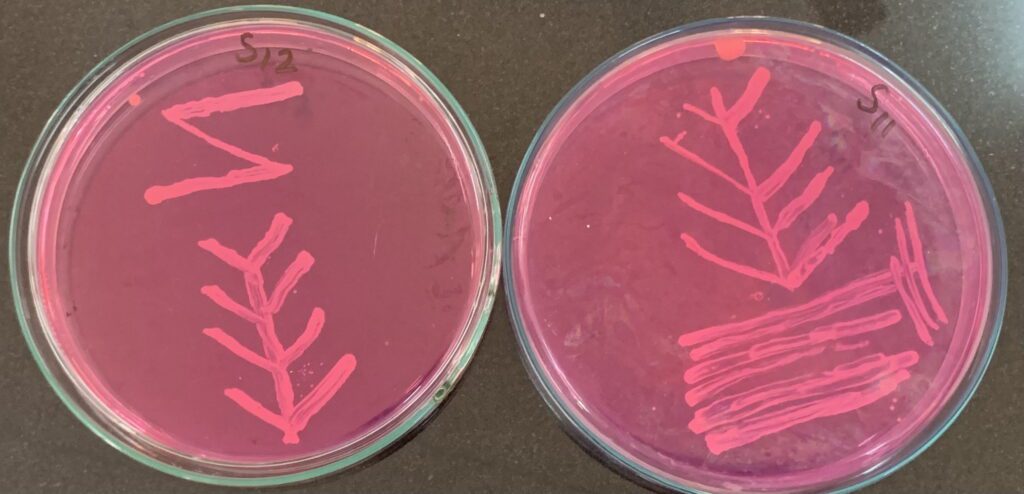 High rates of antibiotic-resistant bacteria found in raw milk
