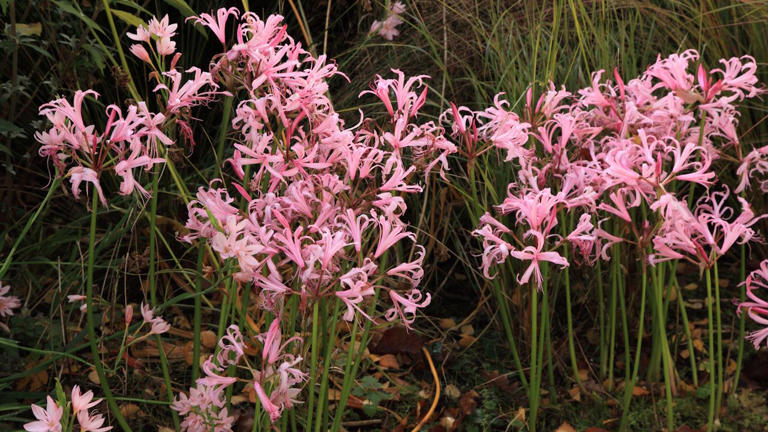 A grower-approved list of underrated flowers that bloom in November