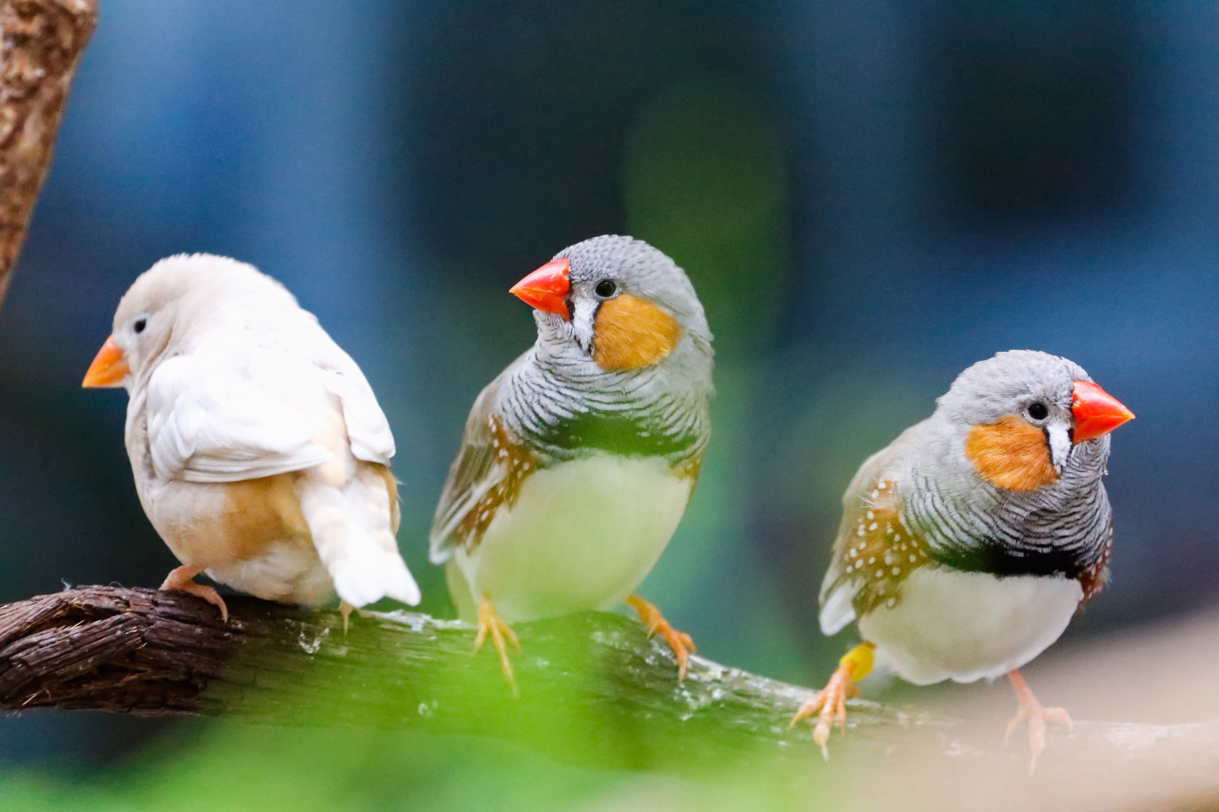 Birds Greet the Morning with Song, Now We Know Why