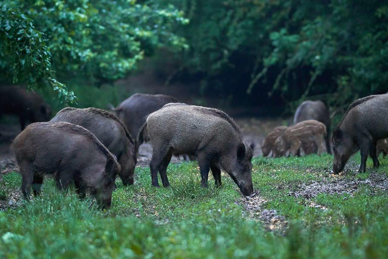 Feral hogs could fuel New World screwworm's return to Texas