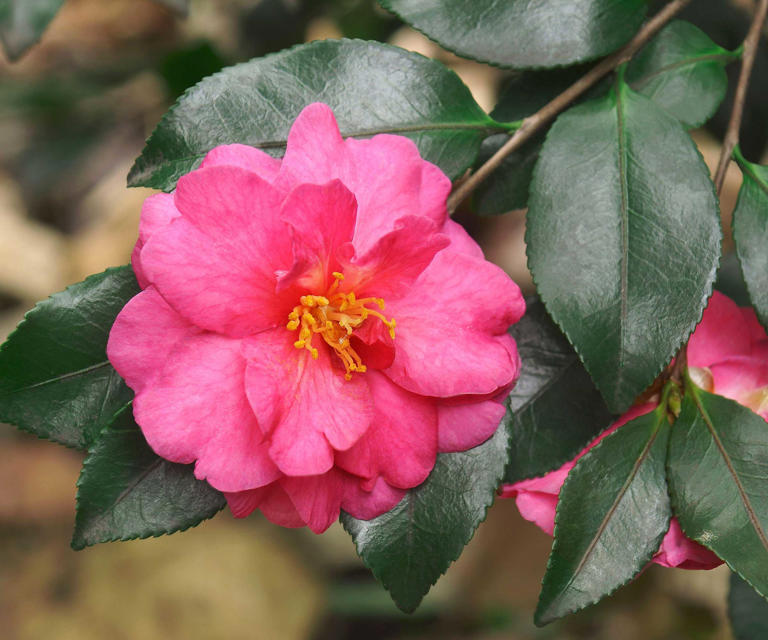 A grower-approved list of underrated flowers that bloom in November