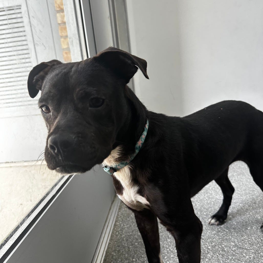 Frank is the life of the party. He loves to cut a rug and cuddle