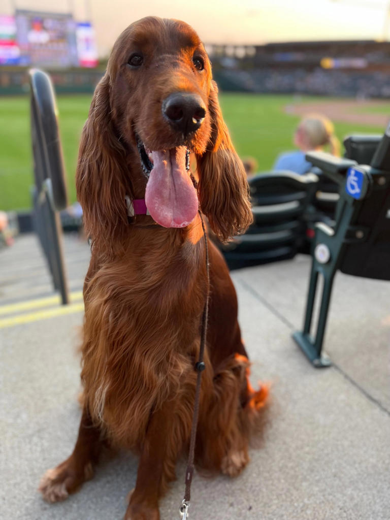 Dog's death after escape from Columbus dog park sparks debate over who ...