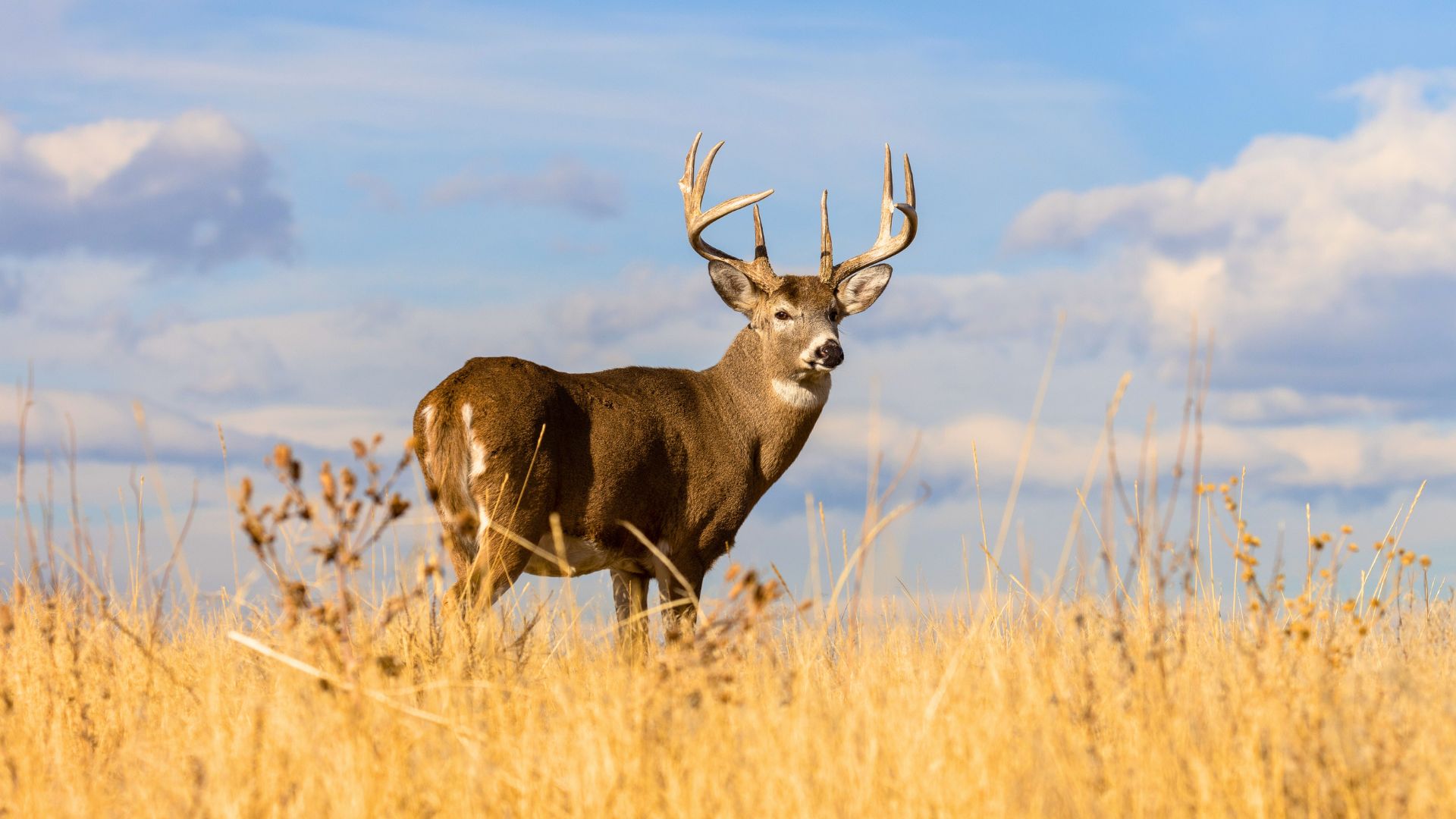 The most overhyped deer calibers ever invented