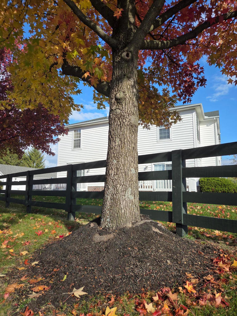 Avoid 'volcano mulching' your trees, shrubs to keep them healthy