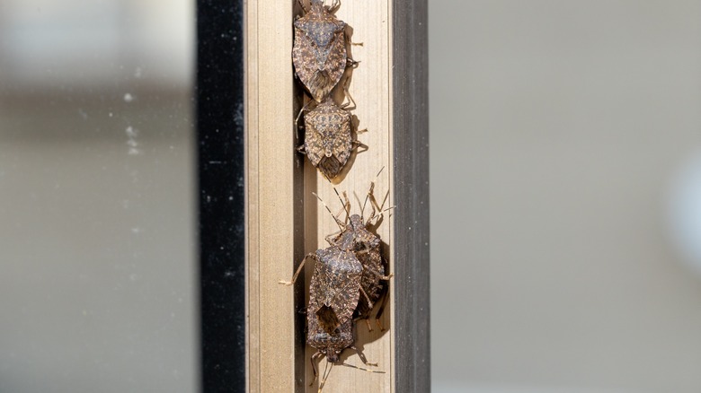 Do Conventional Pest Deterrents Work Against Stink Bugs? What To Know ...