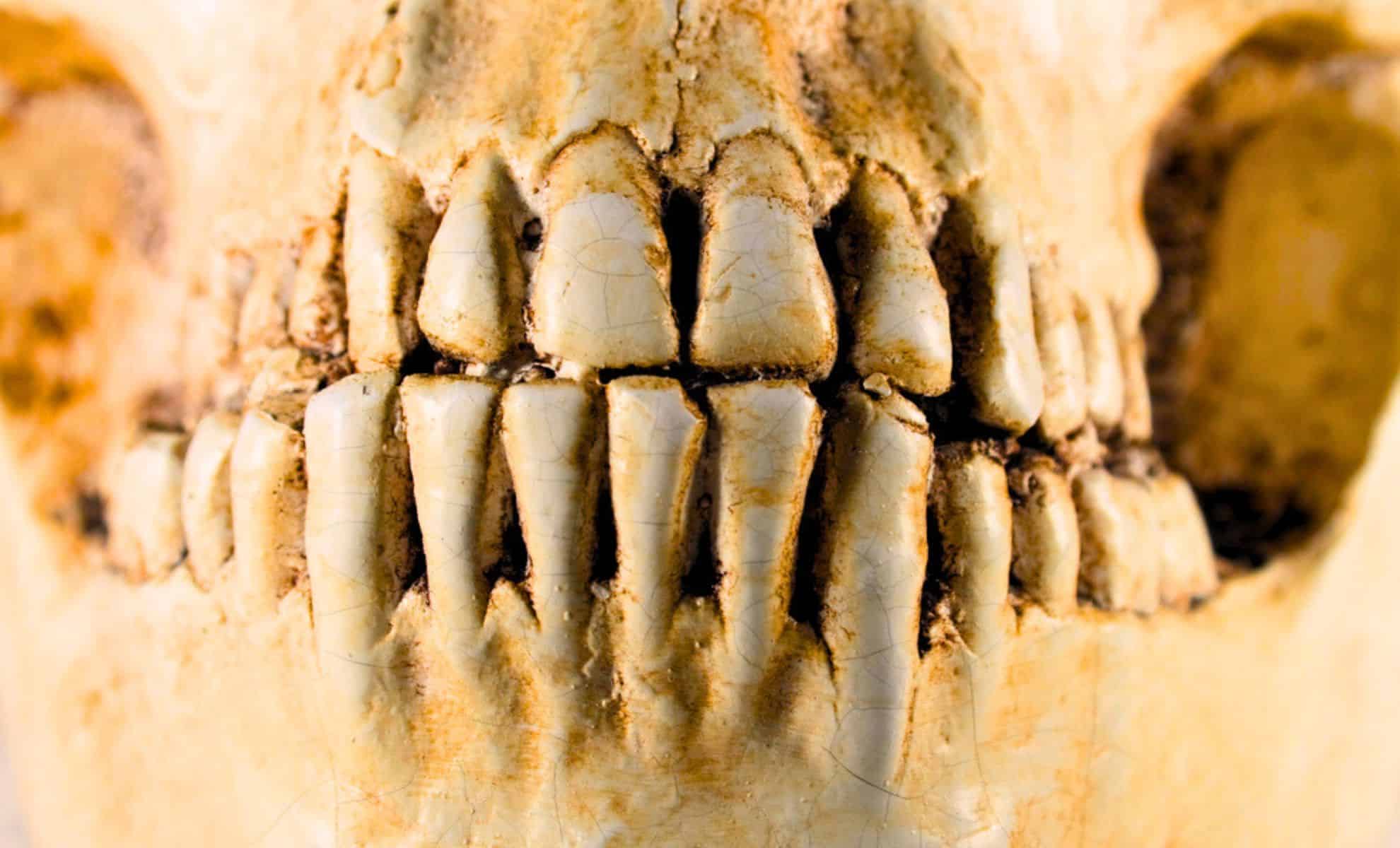 A Prehistoric Myth Shattered… Our Ancestors Didn’t Clean Their Teeth at ...