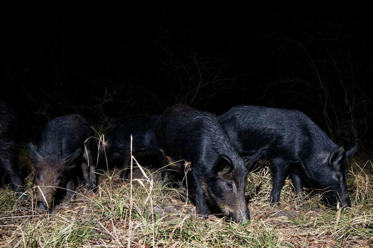 Feral hogs could fuel New World screwworm's return to Texas