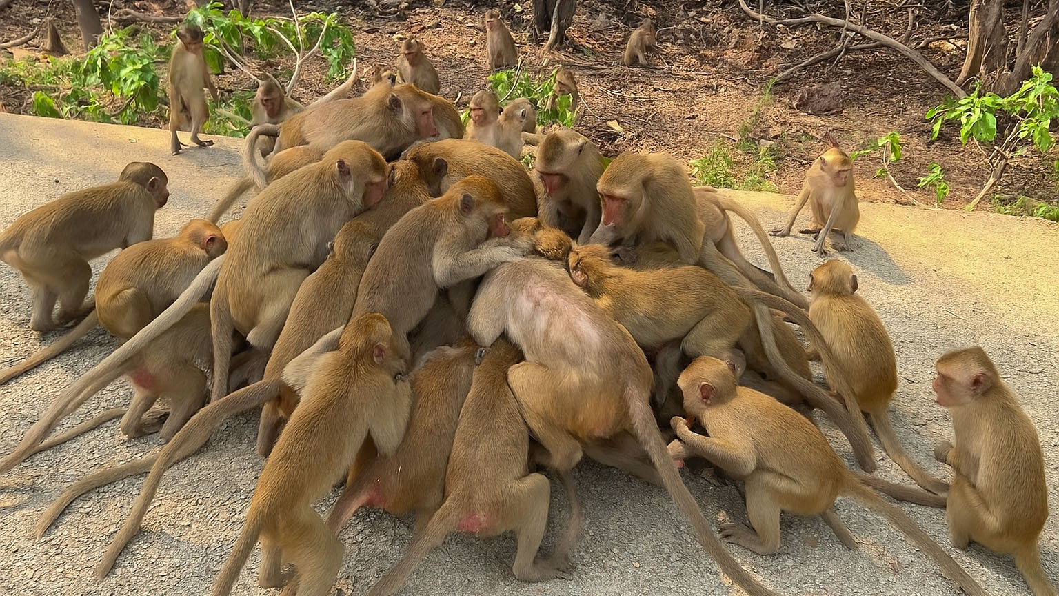 Cute Monkeys Can’t Share Their Food