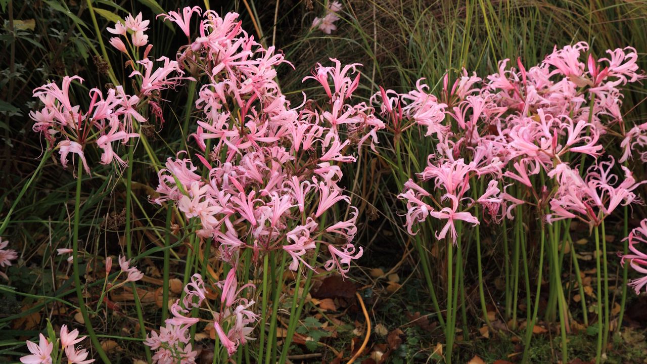 A grower-approved list of underrated flowers that bloom in November