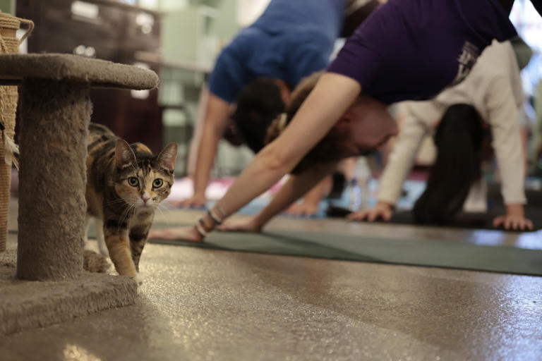 Photo essay: Stretch, breathe, and purr
