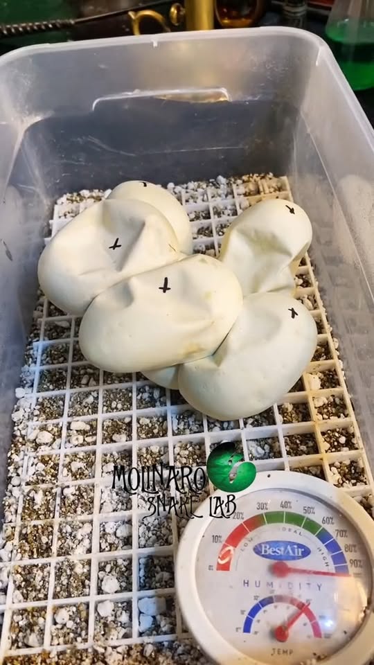 Overdue Snake Eggs!