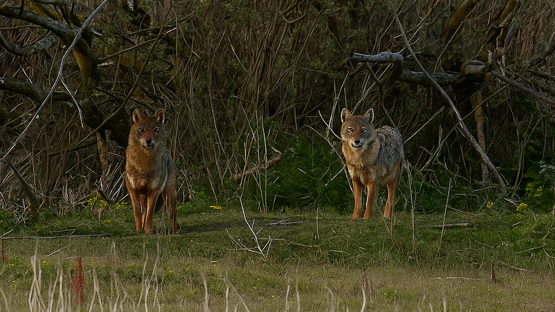 How Close Can You Film Golden Jackals from a Hide?