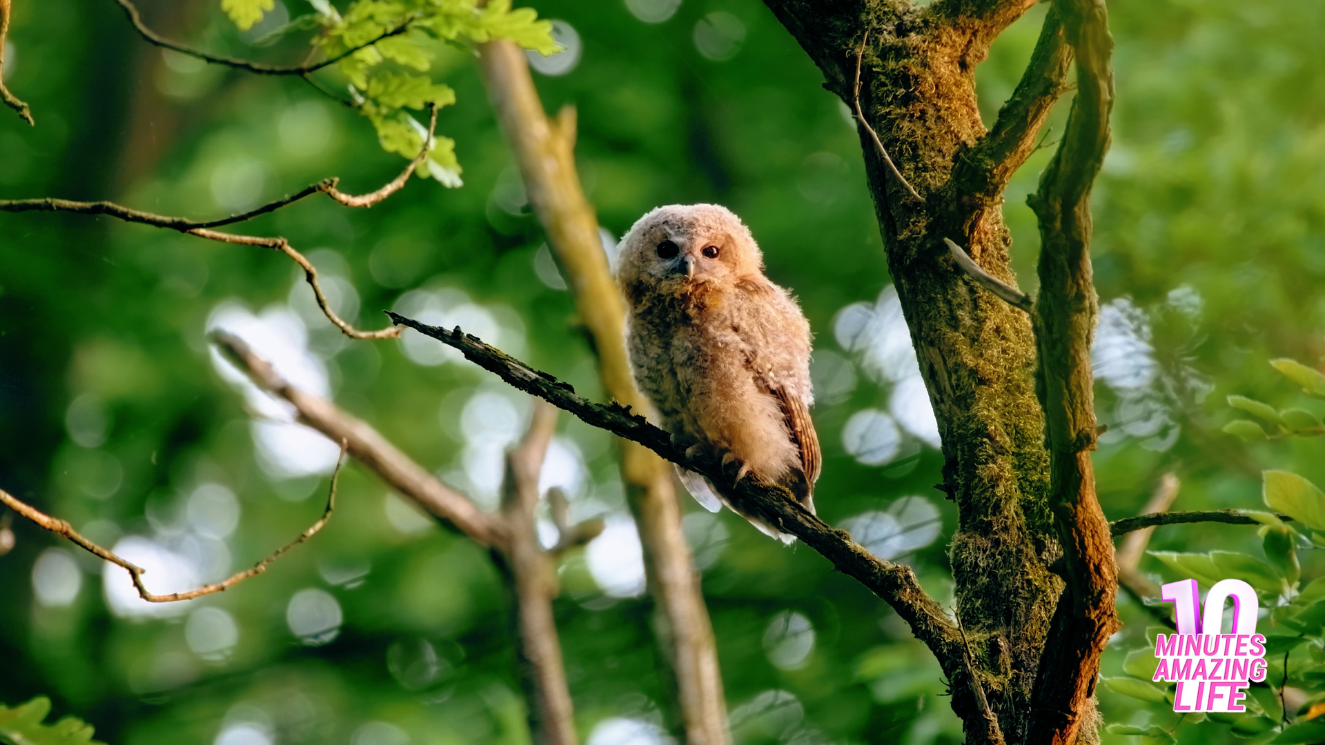 A Young Owl in the Green Forest
