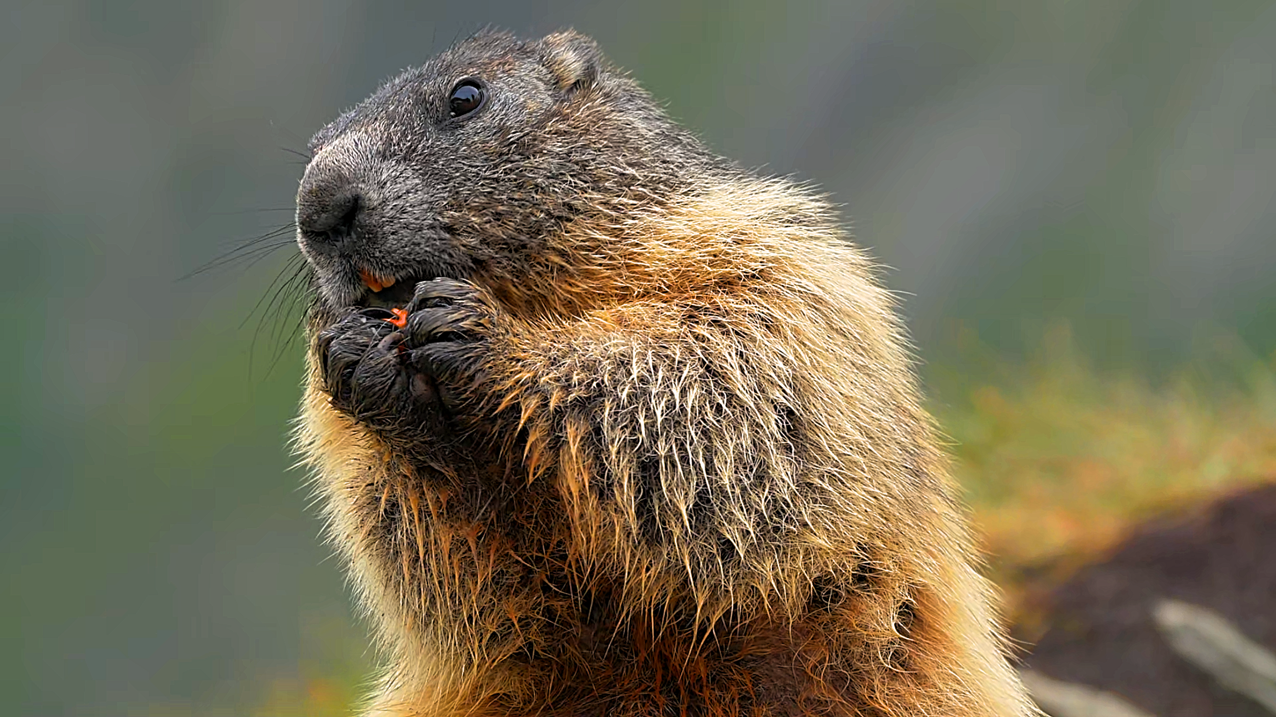 Ik Verborg een Camera voor een Hongerige Prairiehond en Zag Dit