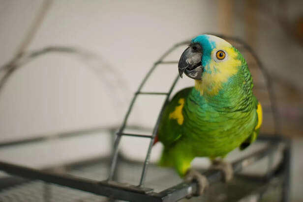 Amazon Parrots As Pets: A List Of Top 5 Species