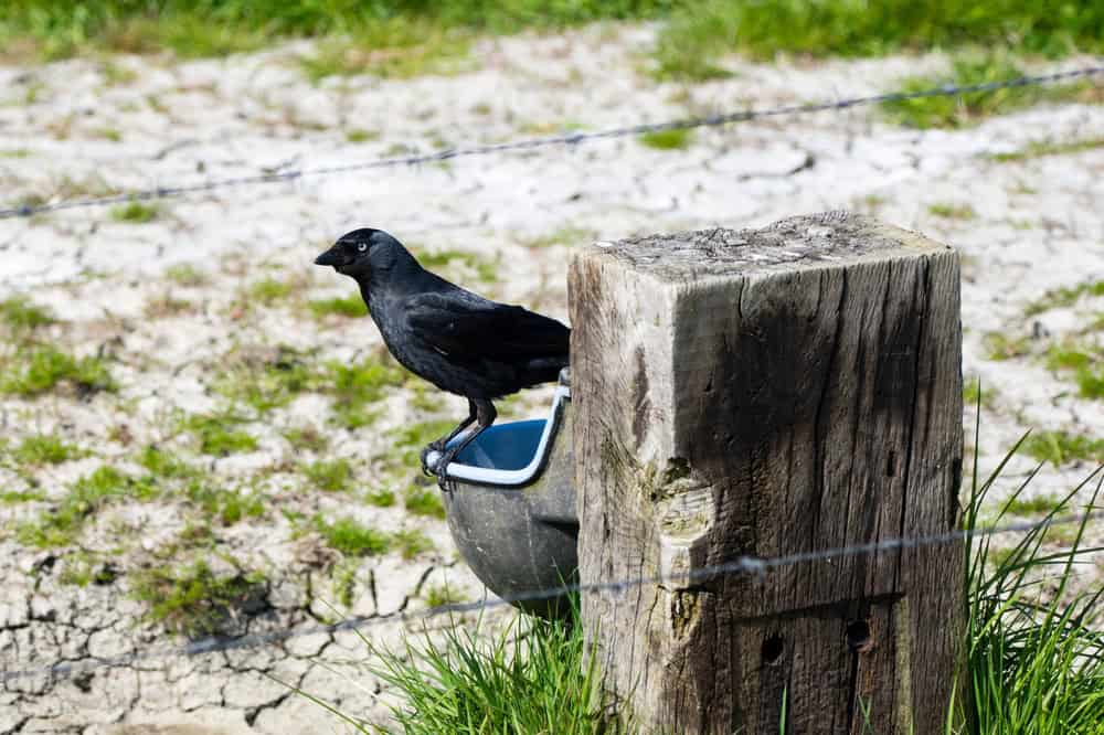 The Animals That Use Tools, Some Better Than Humans