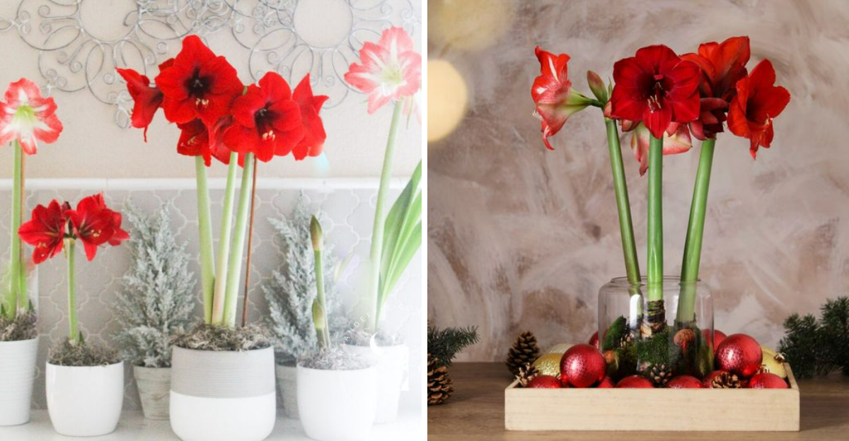 Tennessee’s New Holiday Décor Trend Combines Christmas Cactus And ...