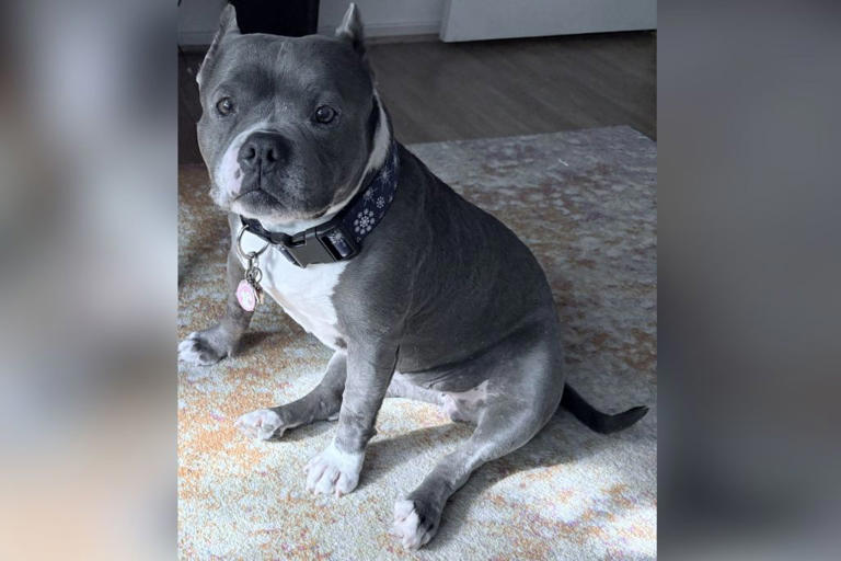 Laser-focused cat tries to catch rats on TV in hilarious video