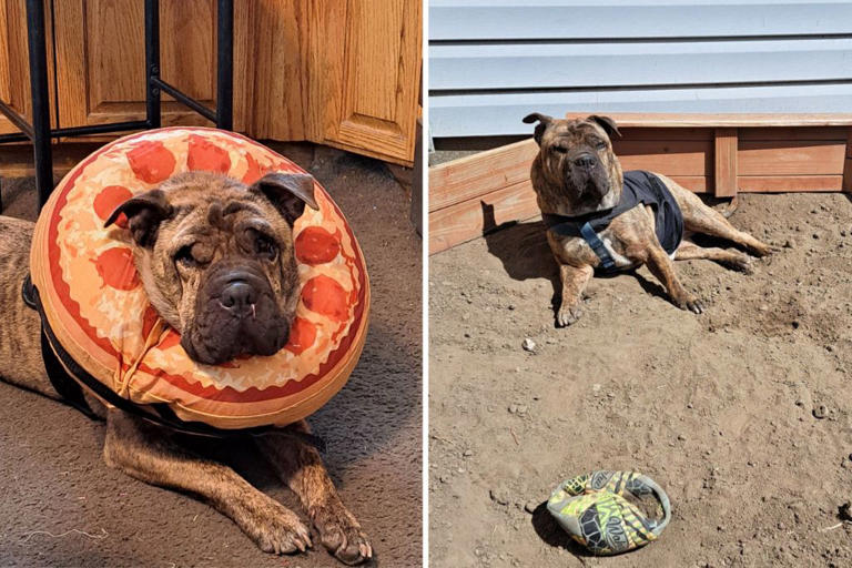 Laser-focused cat tries to catch rats on TV in hilarious video