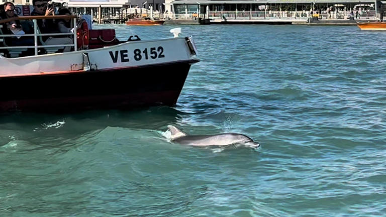 Il delfino di Venezia allontanato dal bacino di San Marco