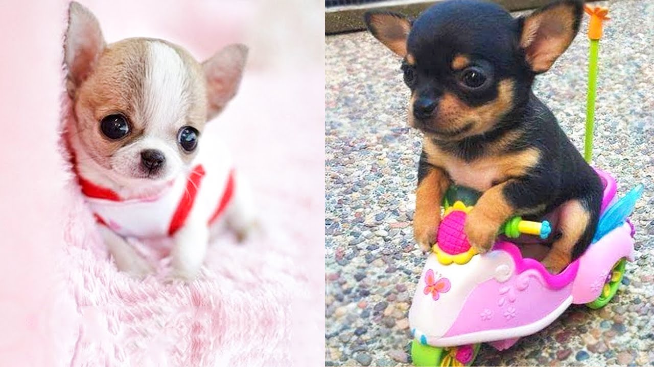 Miniature Pups with Big Character