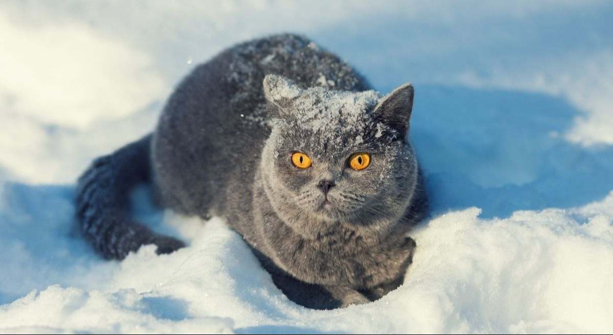 ¿A qué temperatura pasan frío los gatos?