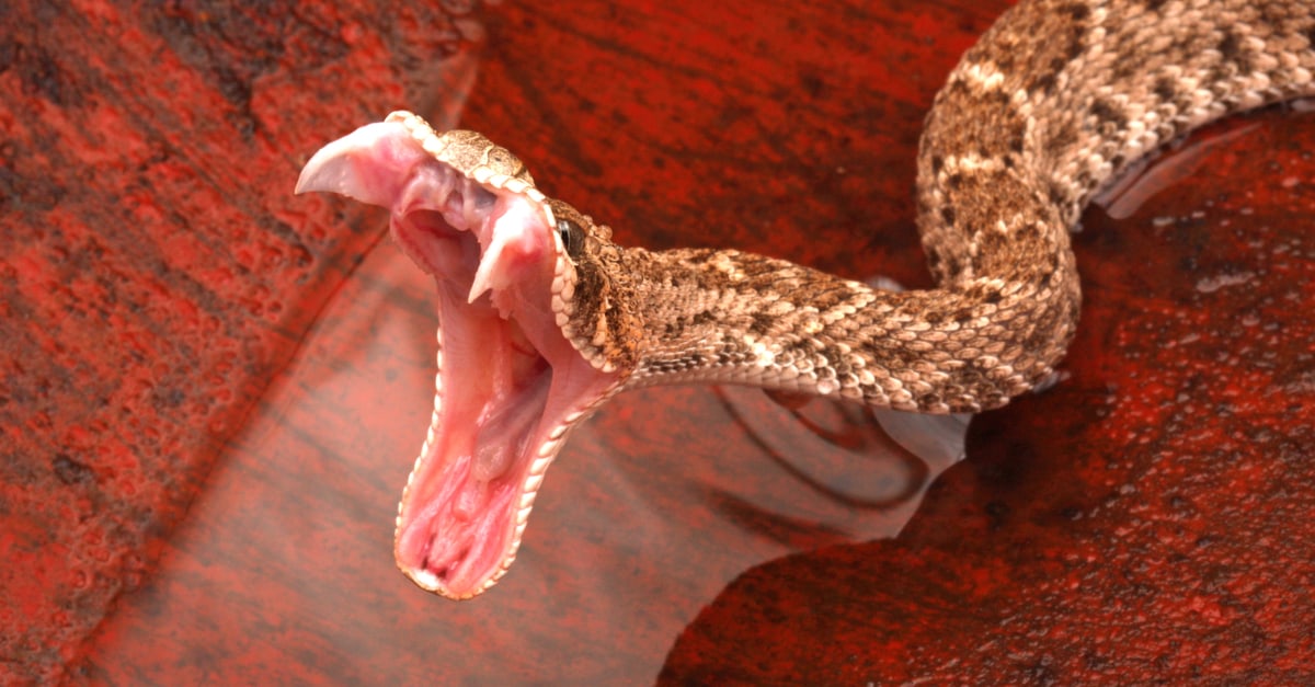 Watch Your Step! These Are the Deadliest Snakes in the U.S.