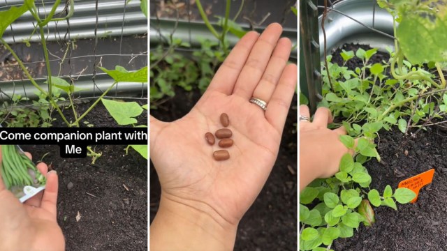 Gardener demonstrates simple technique for thriving plants: 'This will ...