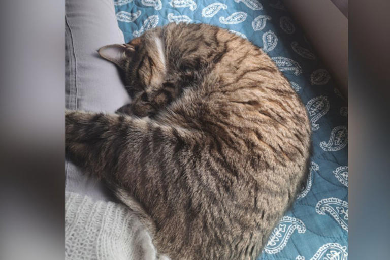 Laser-focused cat tries to catch rats on TV in hilarious video