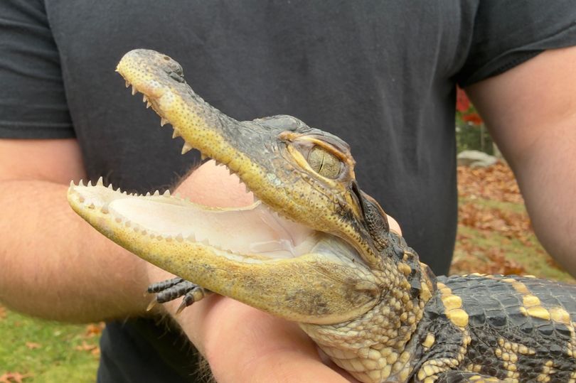 Small alligator rescued from Boston river after becoming social media ...