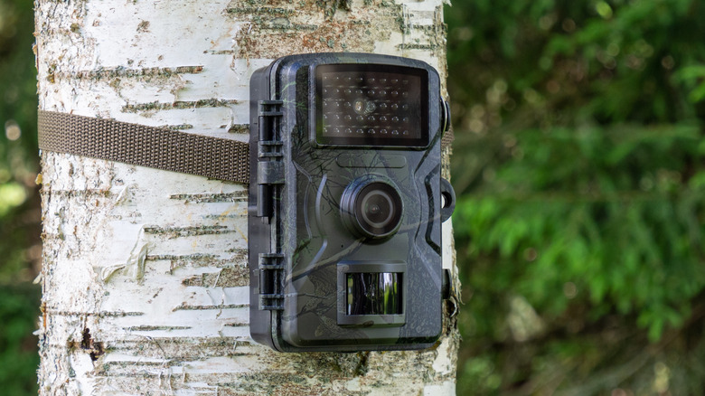 Did You Know You Can Add A Trail Camera To Your Verizon Data Plan?