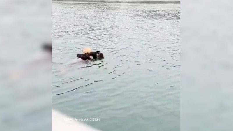 WATCH: Stranded sea otter pup reunited with mother