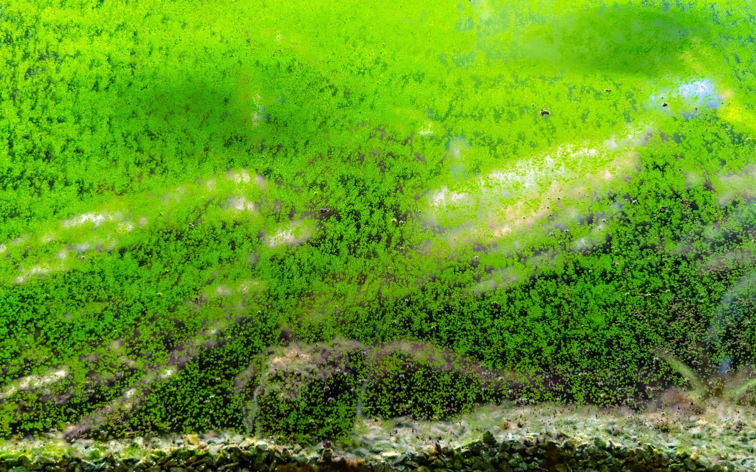 Eliminate Aquarium Algae With These Natural Methods