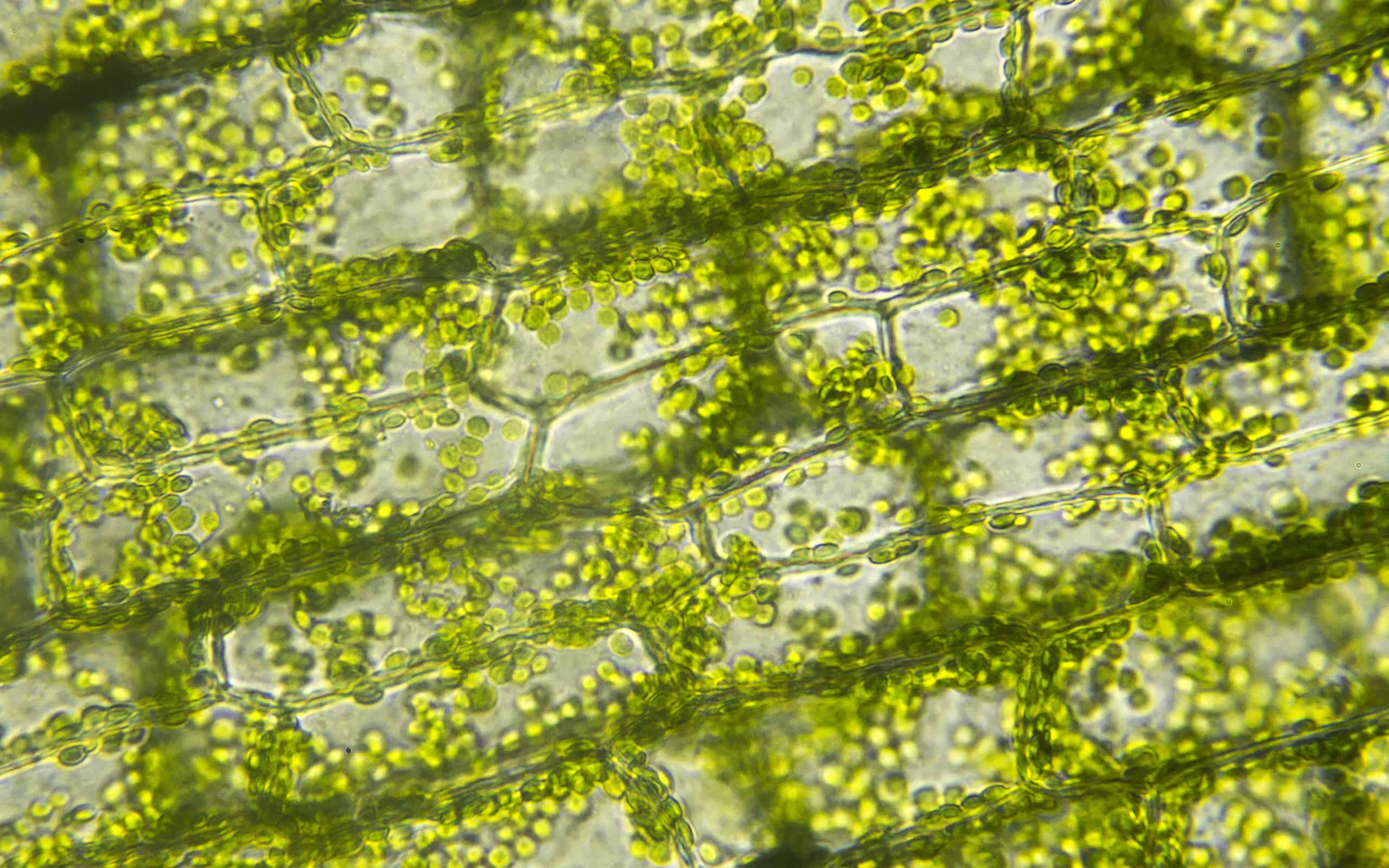 Eliminate Aquarium Algae With These Natural Methods