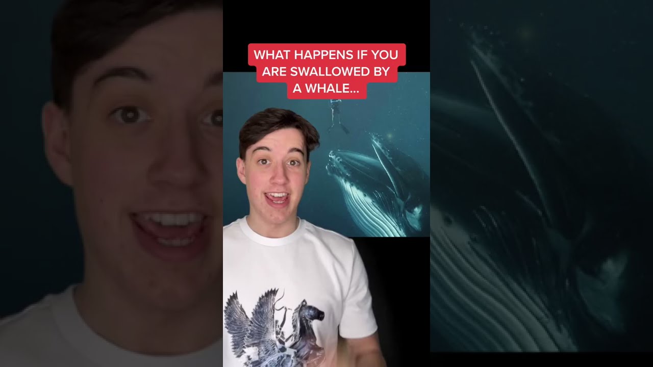 What can happen if a whale swallows a human in rare cases