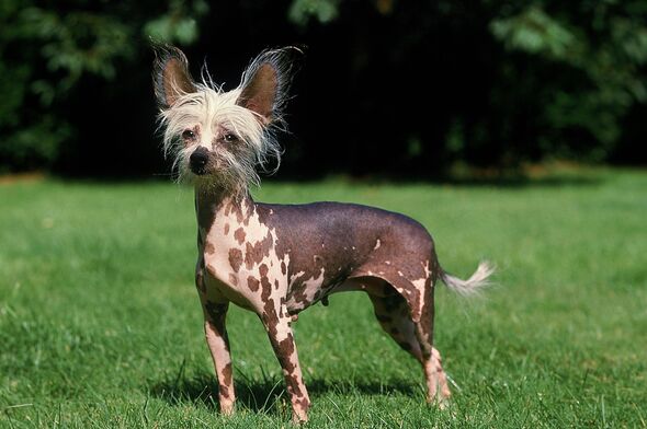 Vet reveals the five dog breeds he would never own