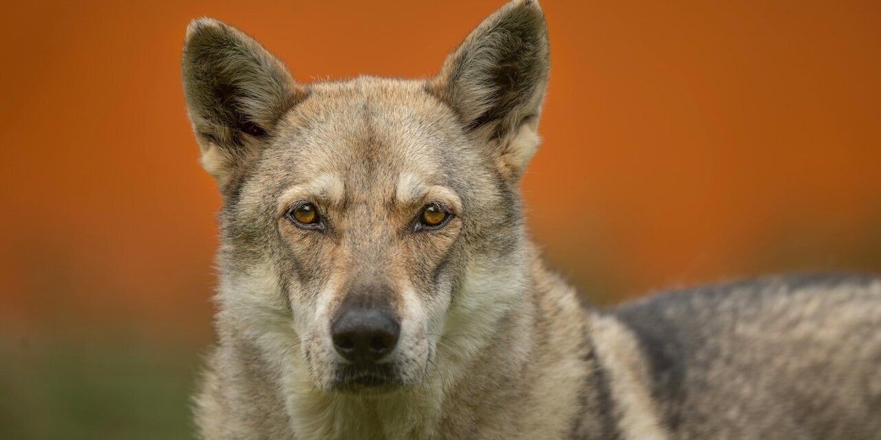 Dogs 10,000 years ago roamed with bands of humans and came in all ...