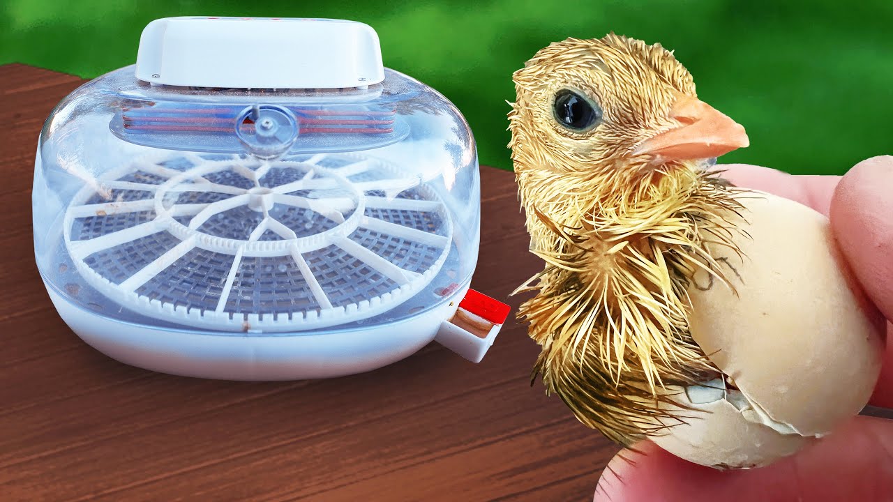 Hatching exotic pheasants at home