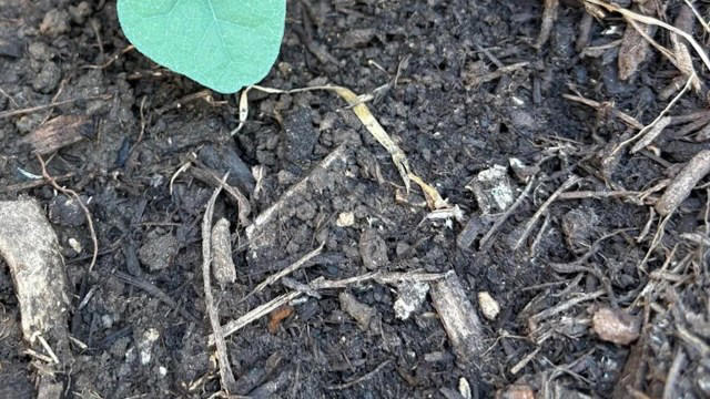 Homeowner warned after sharing photos of mysterious growth in garden ...