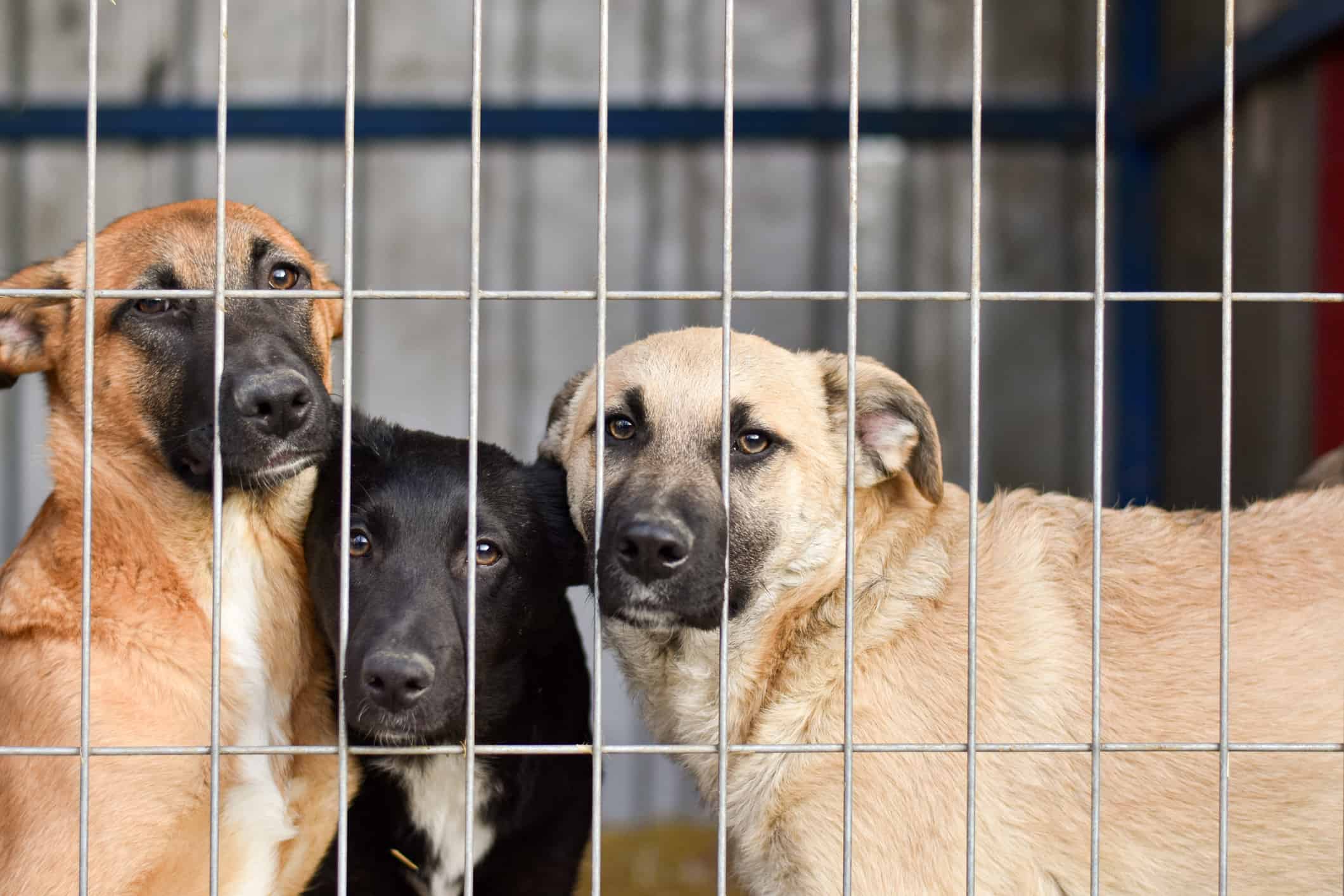 The Complete Guide to Adopting a Rescue Dog