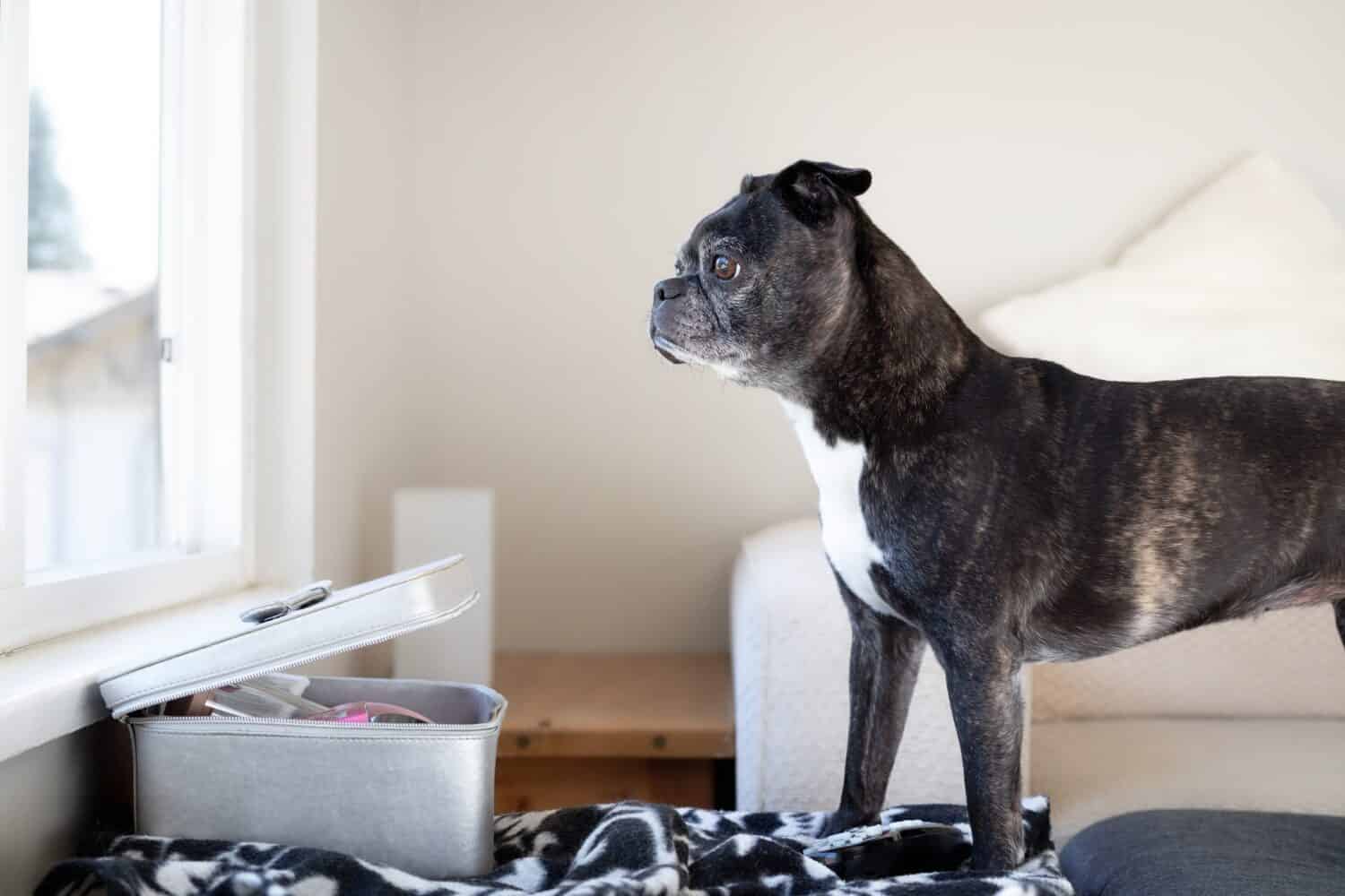 If your dog keeps staring at the wall, here’s what it could mean