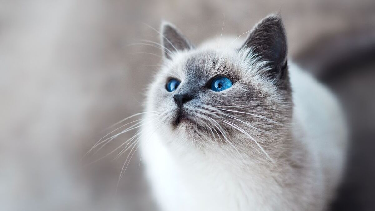 Cómo lograr que un gato rescatado confíe en ti: consejos esenciales