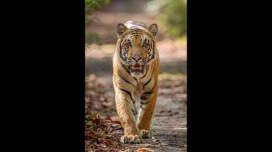 Tiger captured in Bahraich village after spate of wildlife attacks