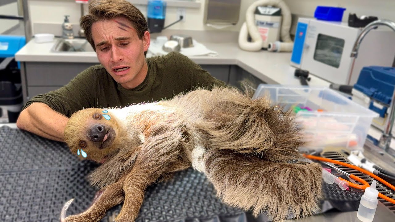 We rushed my sloth to the emergency room