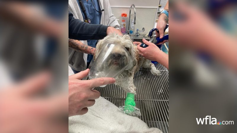 Responders rescue dog from Clearwater house fire