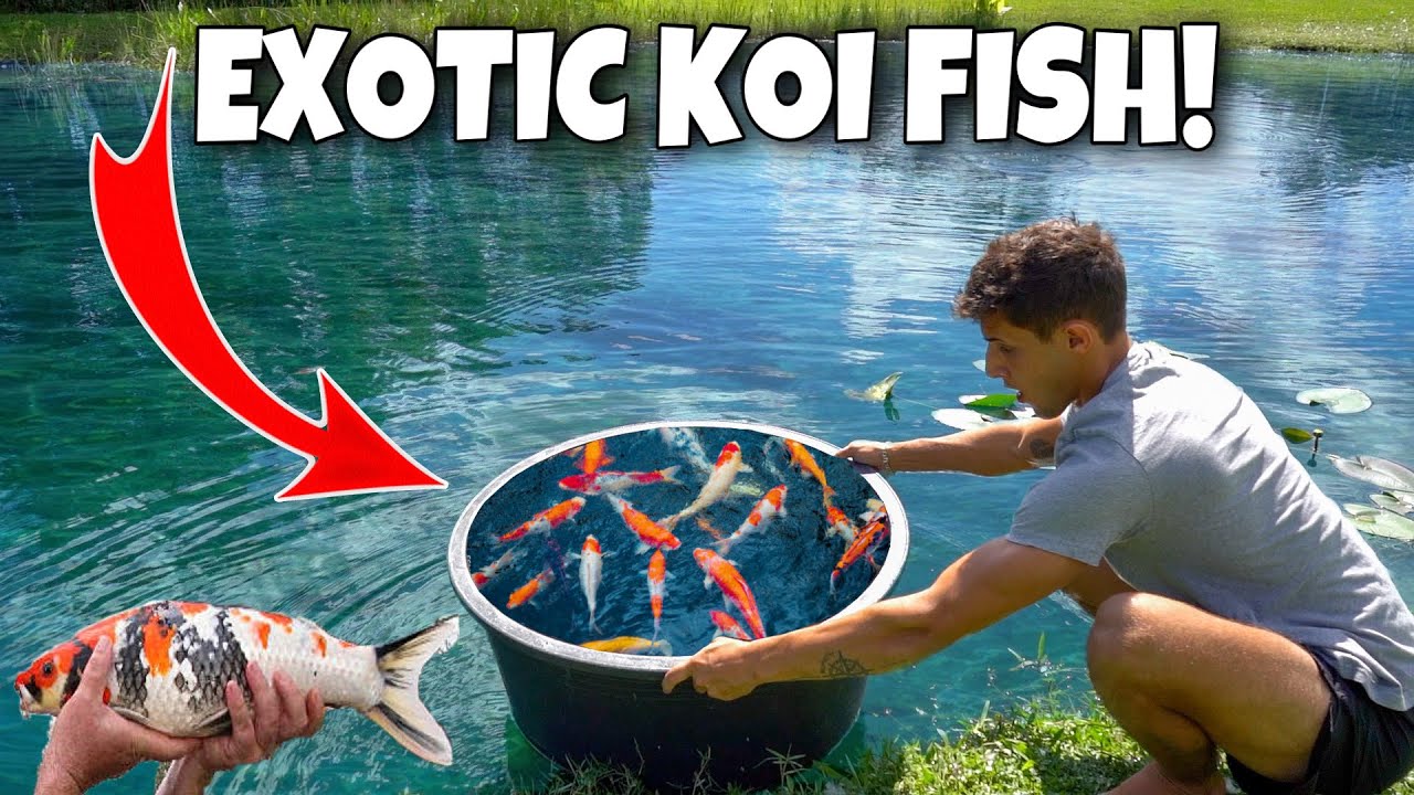 Buying exotic koi fish for my backyard pond!