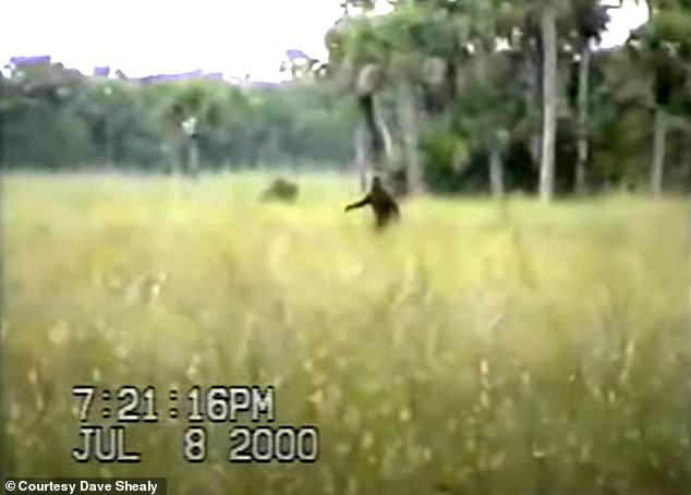 I've spent my life hunting a monster in the Everglades... here's the ...