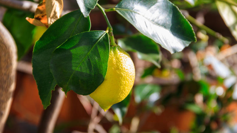 The Little-Known Trick To Get Your Indoor Lemon Tree To Produce Fruit ...