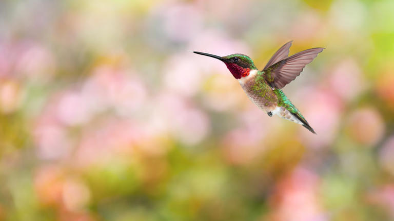 10 Plants You Can Overwinter In Water To Plant For The Hummingbirds In ...